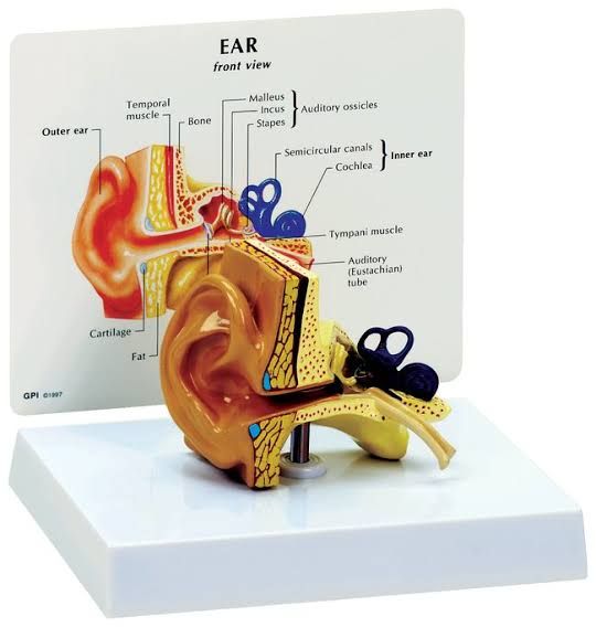 Human Ear Anatomy Models